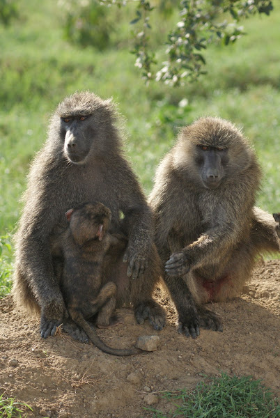 Olive Baboon | Project Noah