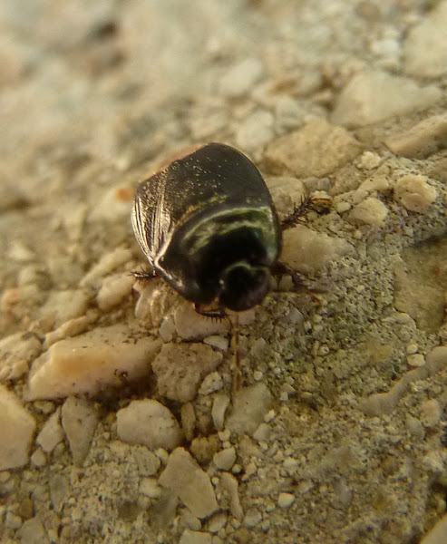 Burrower Bug | Project Noah