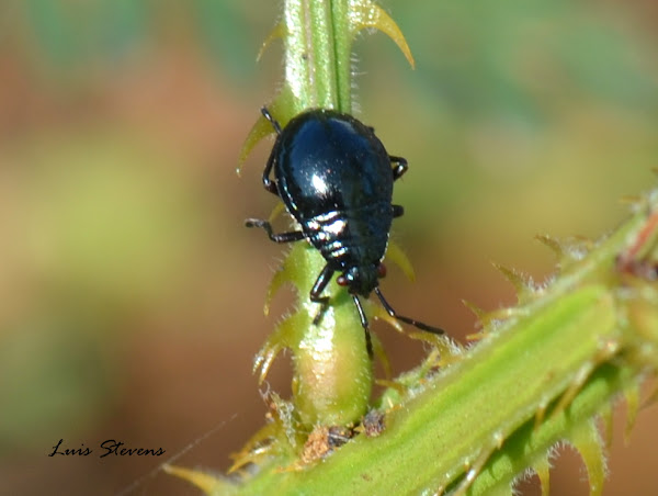 Bordered Plant Bug nymph | Project Noah