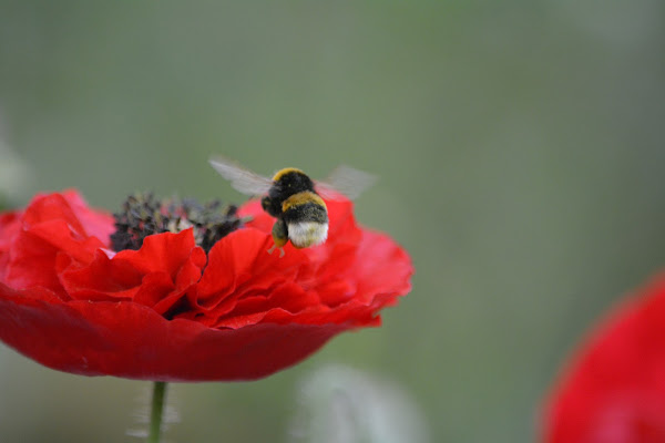 Buff-Tailed Bumblebee | Project Noah