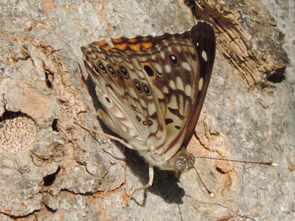 Hackberry Emperor Butterfly | Project Noah