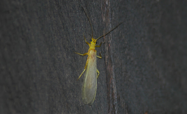 Stonefly | Project Noah