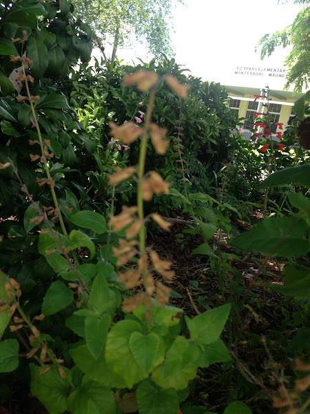 scorpion tail heliptrope | Project Noah