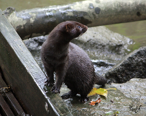 American Mink - Norek americký | Project Noah