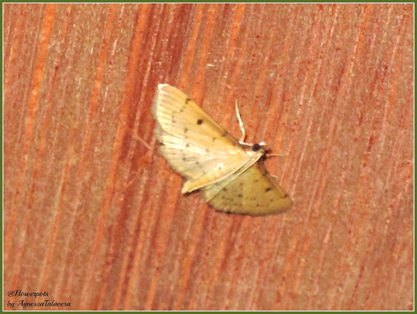 Southern Beet Webworm Moth, Two-spotted Herpetogramma | Project Noah