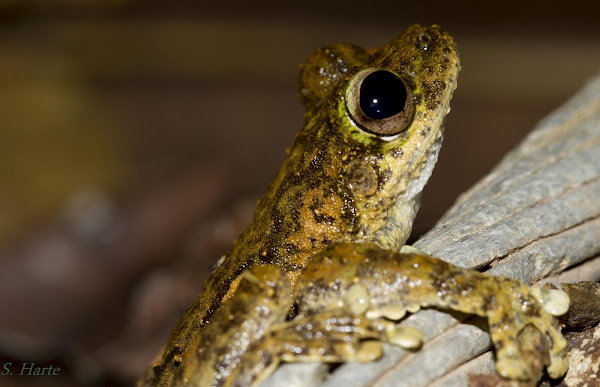 Green-eyed Treefrog | Project Noah