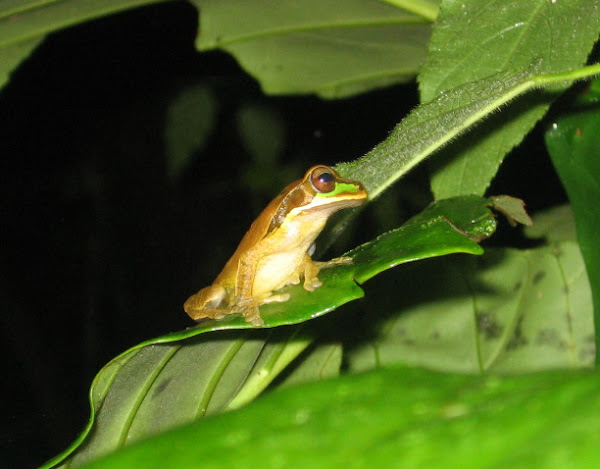 Masked Tree Frog | Project Noah