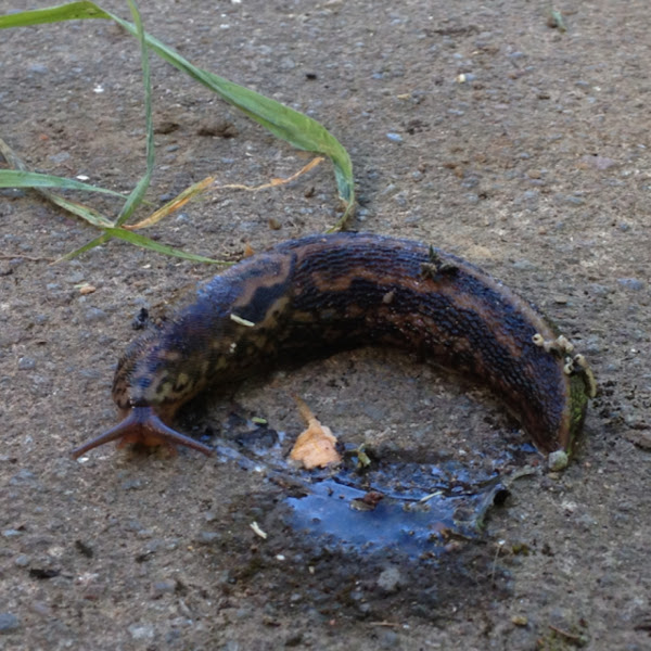 Leopard slug | Project Noah