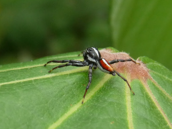 Jumping Spider | Project Noah