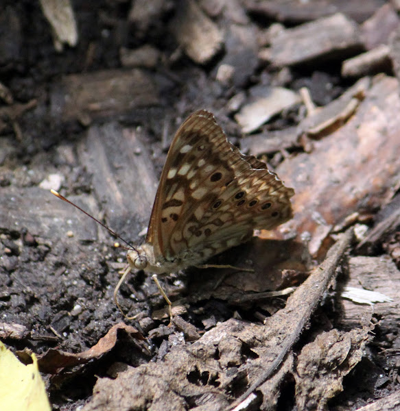 Hackberry Butterfly | Project Noah