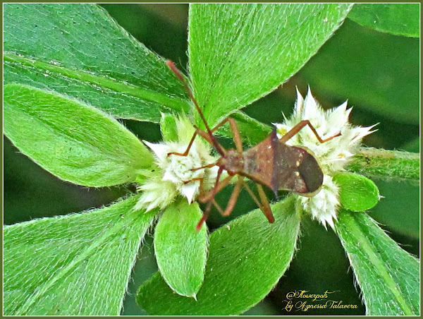 Horned Coreid Bug | Project Noah