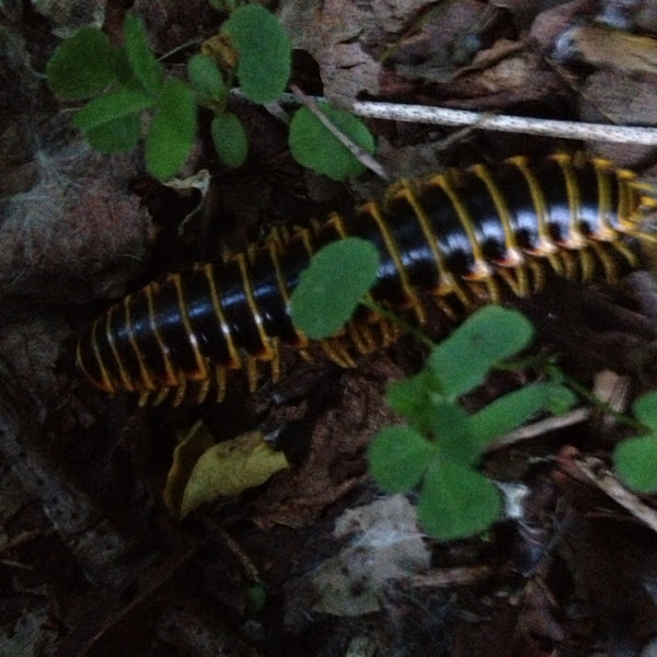 North American millipede | Project Noah