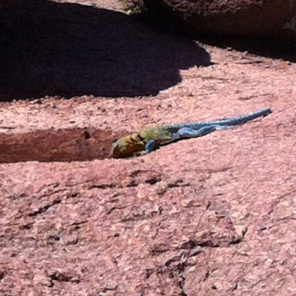 Common collared lizard | Project Noah