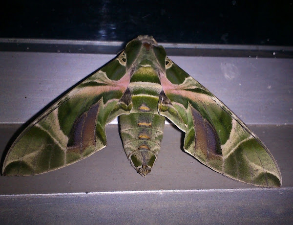 Oleander Hawk Moth | Project Noah