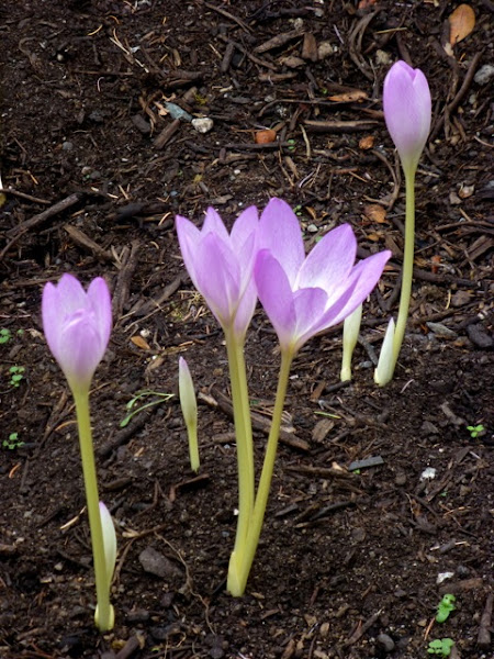 Autumn Crocus | Project Noah