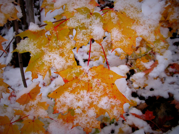 Maple Trees | Project Noah