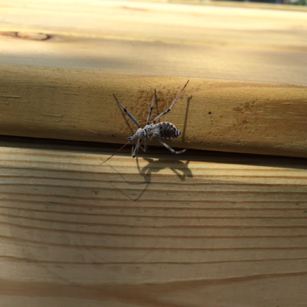 Assassin bug (nymph) | Project Noah