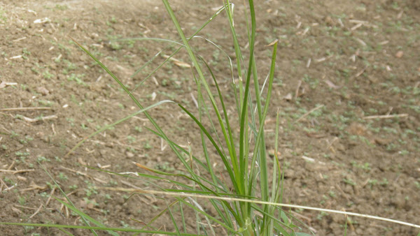 foxtail (plant) | Project Noah