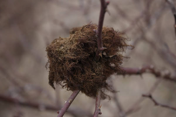 Rose bedeguar gall | Project Noah