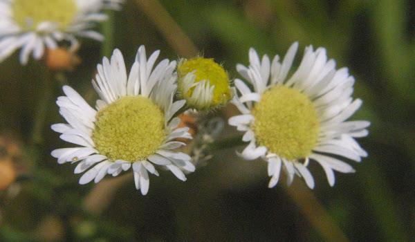 Fleabane | Project Noah