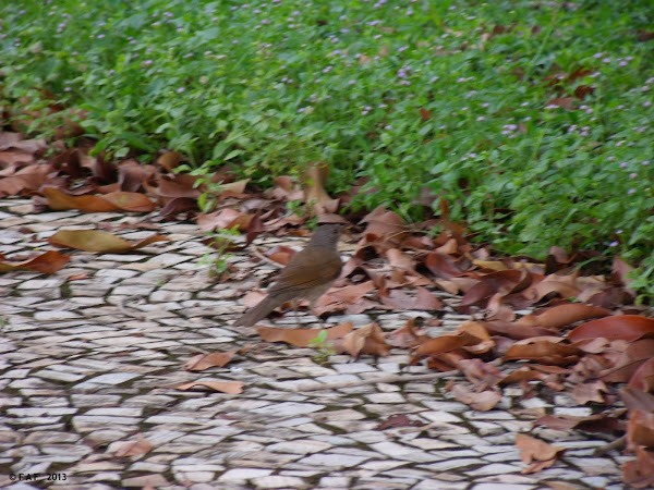 Pale-breasted Thrush? | Project Noah