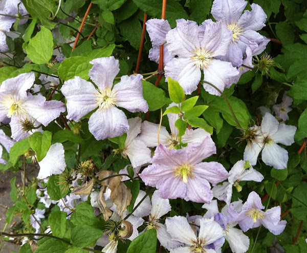Clematis | Project Noah