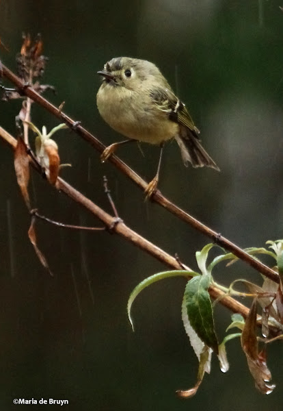 Ruby-crowned kinglet | Project Noah