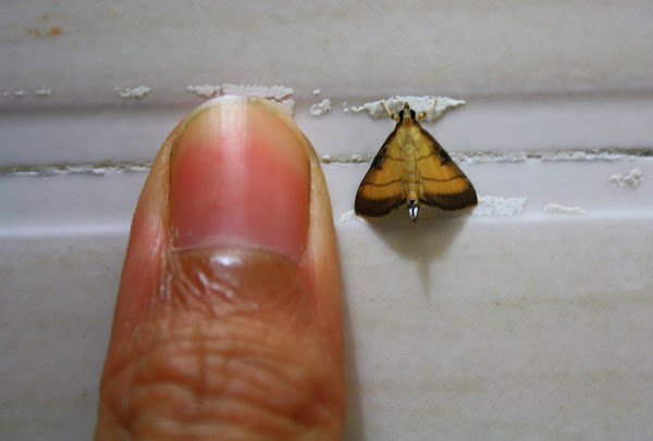 Rice Leaf Roller | Project Noah