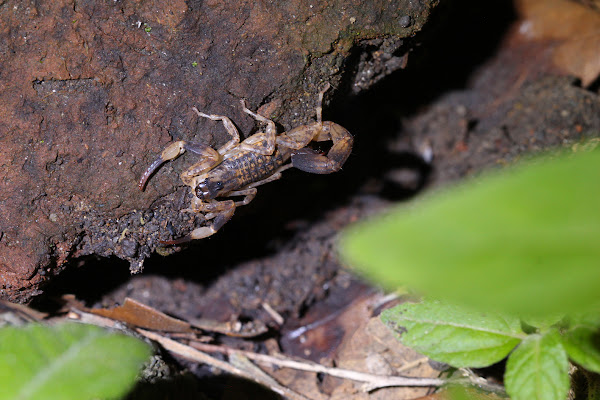 scorpion | Project Noah