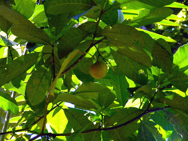 forest fruit tree | Project Noah