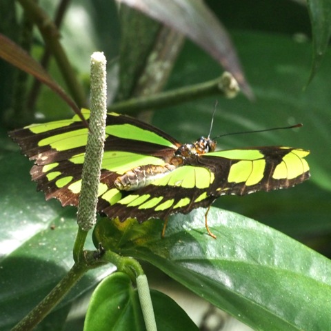 Northern Green Longwing | Project Noah