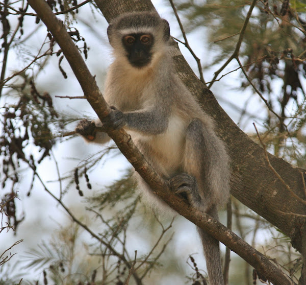 Vervet Monkey | Project Noah
