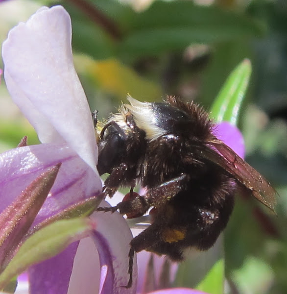 Bumble Bee | Project Noah