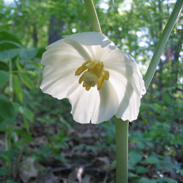 Mayapple | Project Noah