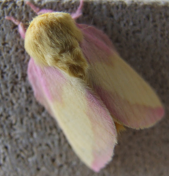 Rosy Maple Moth | Project Noah