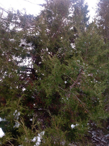 Rocky Mountain Juniper | Project Noah