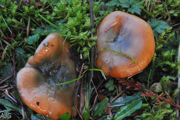 Saffron milkcap | Project Noah