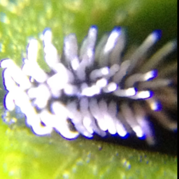 Mealybug Destroyer larva | Project Noah