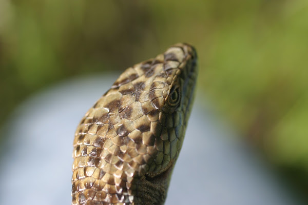 Southern Alligator Lizard | Project Noah