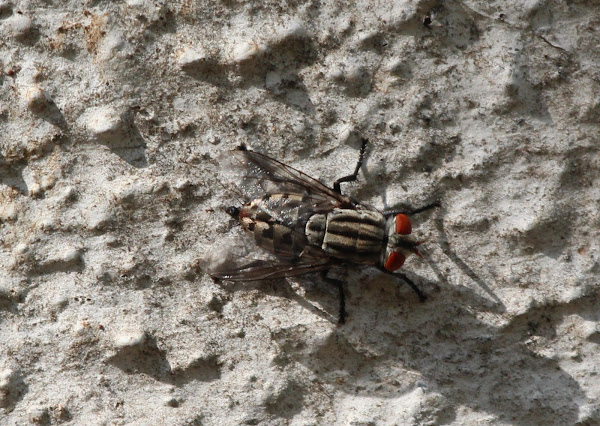 Housefly | Project Noah