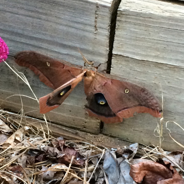 Polyphemus moth | Project Noah