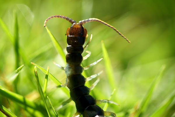 Centipede | Project Noah