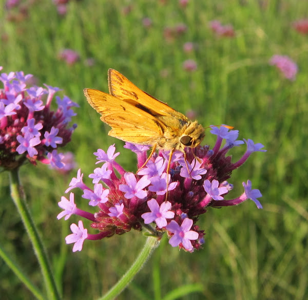 Fiery skipper butterfly | Project Noah