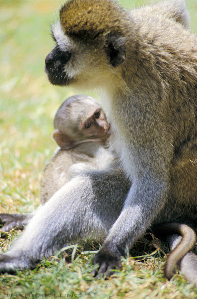 vervet monkey | Project Noah