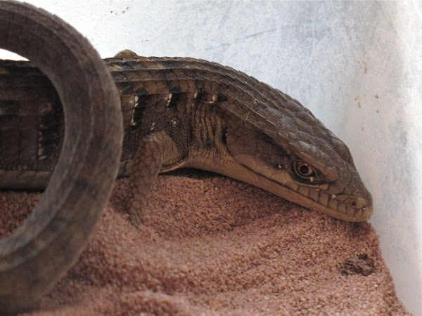 San Diego Alligator Lizard | Project Noah