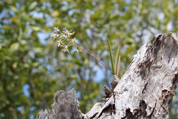 Tea Tree Orchid | Project Noah