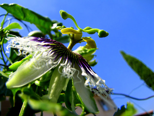 Passiflora | Project Noah
