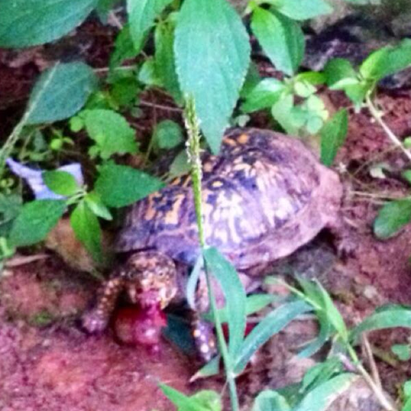 Eastern box turtle | Project Noah