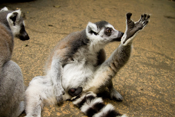 Ring-tailed lemur | Project Noah