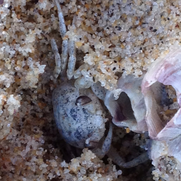 Estuarine ghost crab | Project Noah